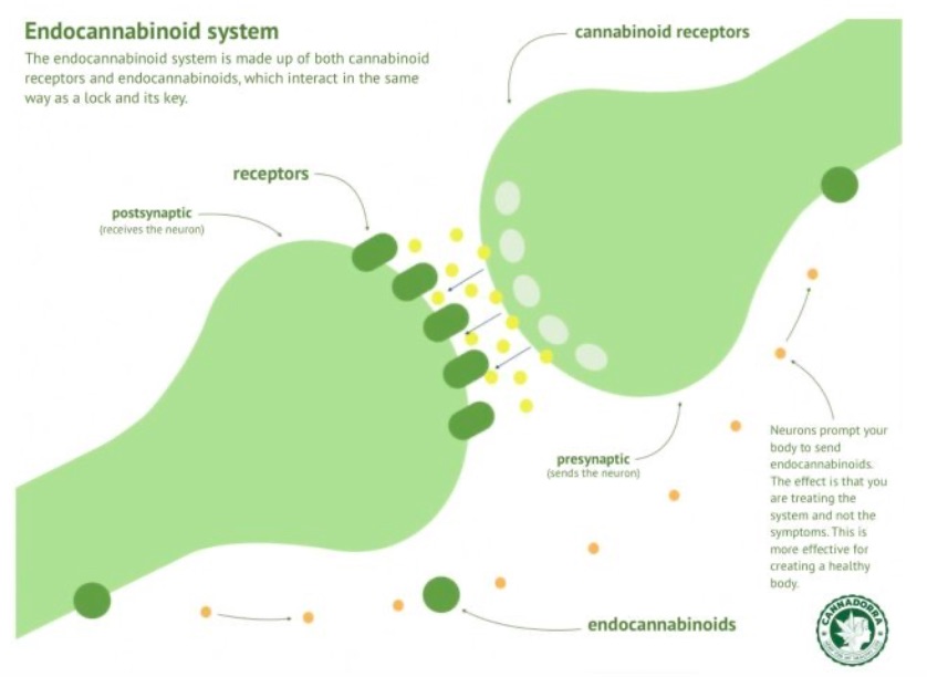 How Does CBG Work In The Human Body HaHarvest